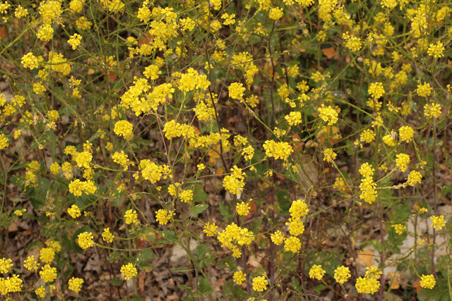 Partner Identification Tools - MIPN